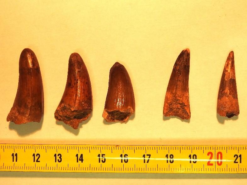 Les douaniers de Menton découvrent des dents de dinosaures dans un ...